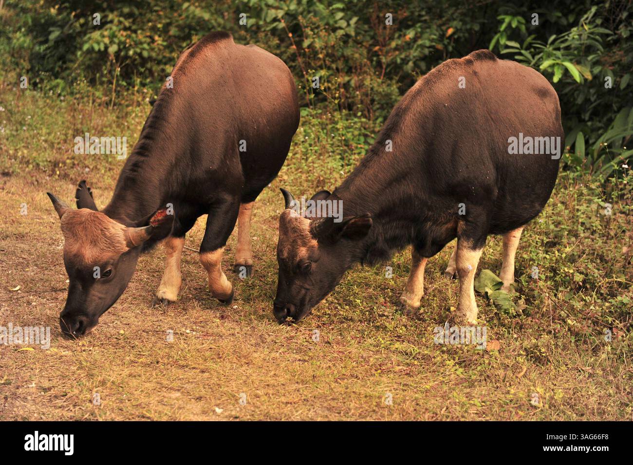 Dowries india hi-res stock photography and images - Alamy