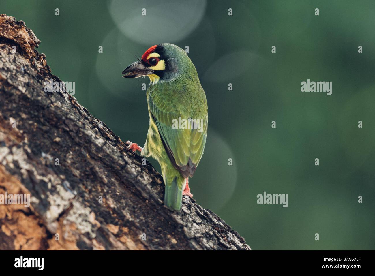 Bird (Coppersmith barbet, Crimson-breasted barbet, Coppersmith ...