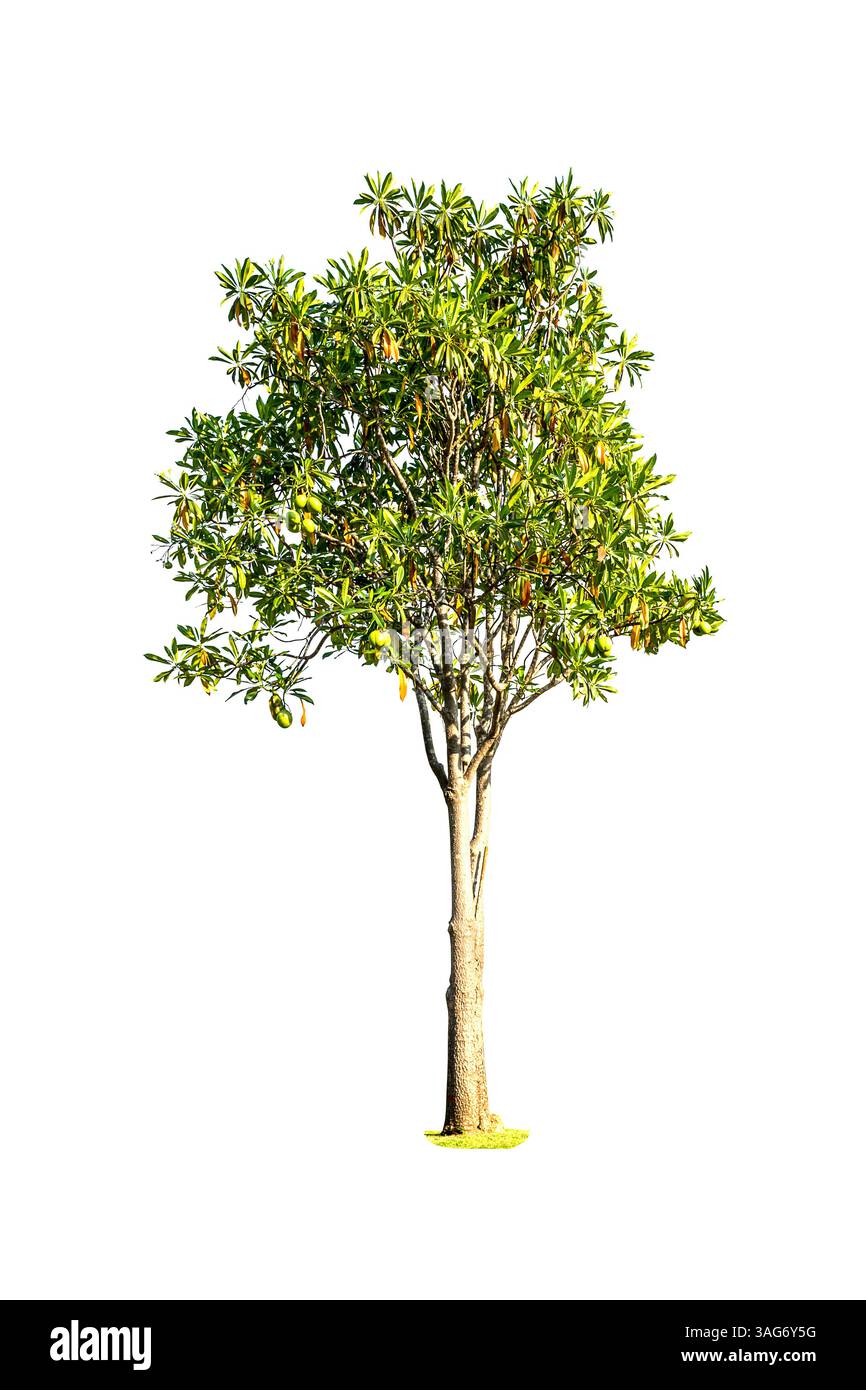 Tree green color isolated on white background Stock Photo - Alamy