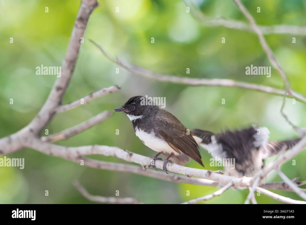 Two birds (Malaysian Pied Fantail, Rhipidura javanica) black and white ...