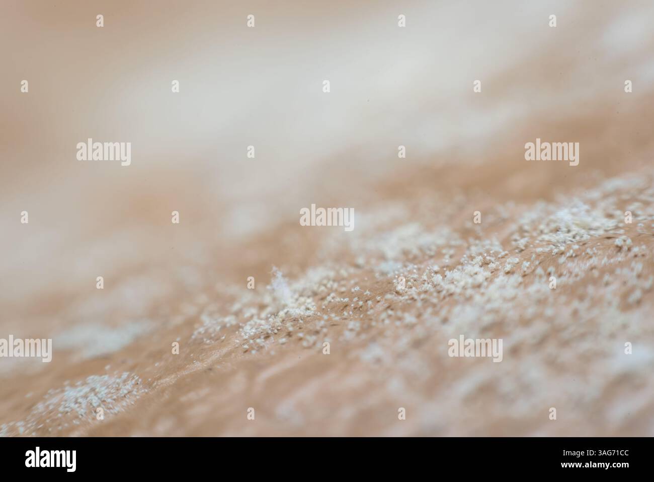 Macro of Mold Spores grown on skin of the leather Molds are a large and ...