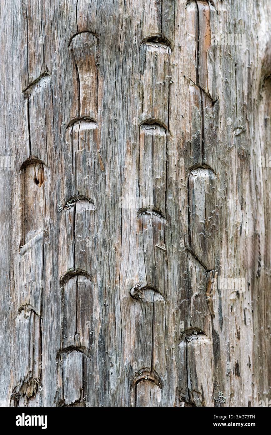 Wood carvings tree hi-res stock photography and images - Alamy