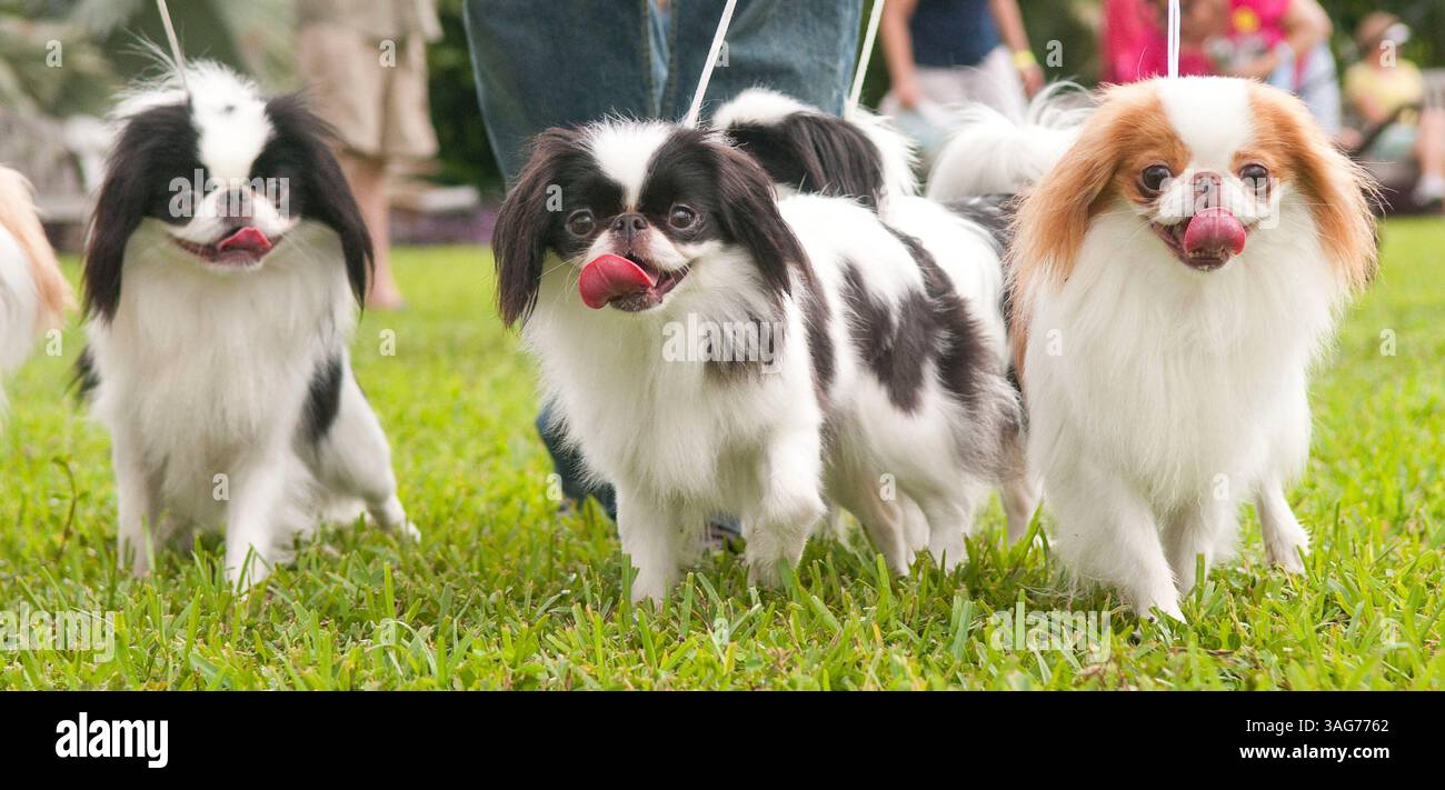Sep 27, 2009 - Miami, Florida, USA - These Japanese Chin dogs, owned by ...