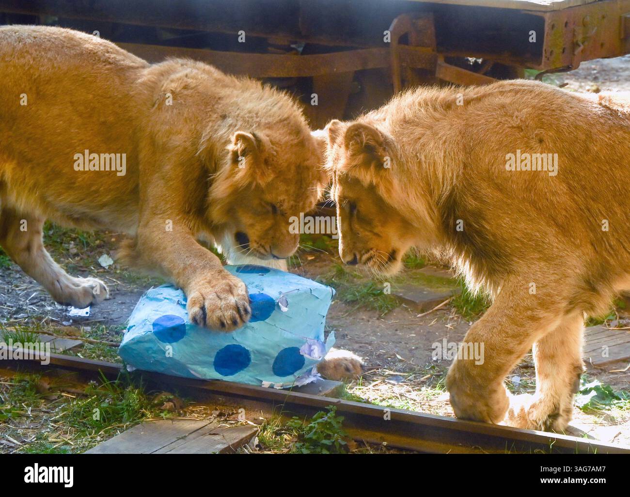 Endangered Asiatic lion cubs with Easter treats from a large papier ...
