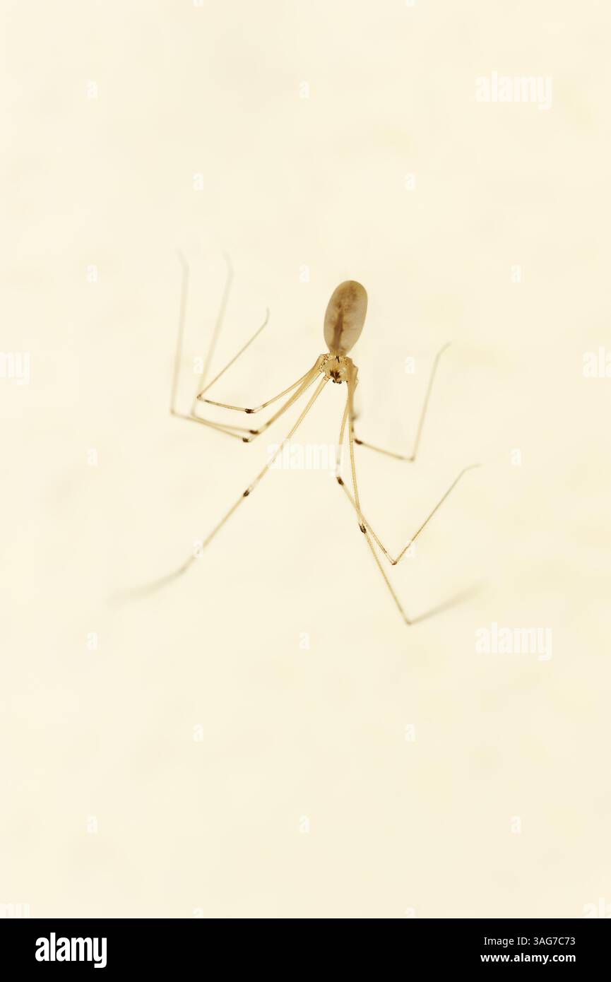 Cosmopolitan Cellar Spider, Long-bodied Cellar Spider, Daddy Long-legs Spider (Pholcus ...