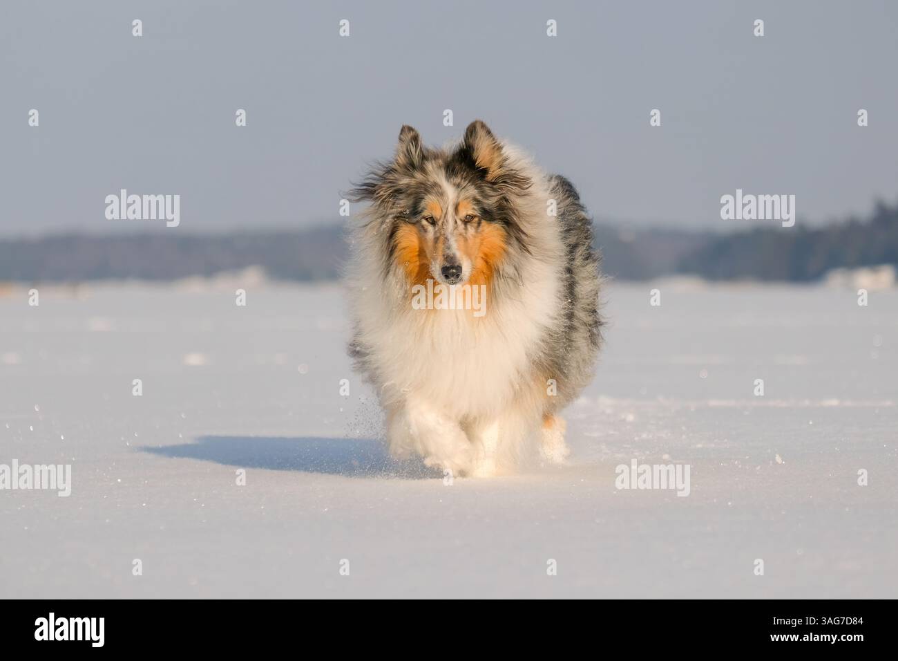 Award winning blue merle rough collie walking on a frozen lake Stock ...