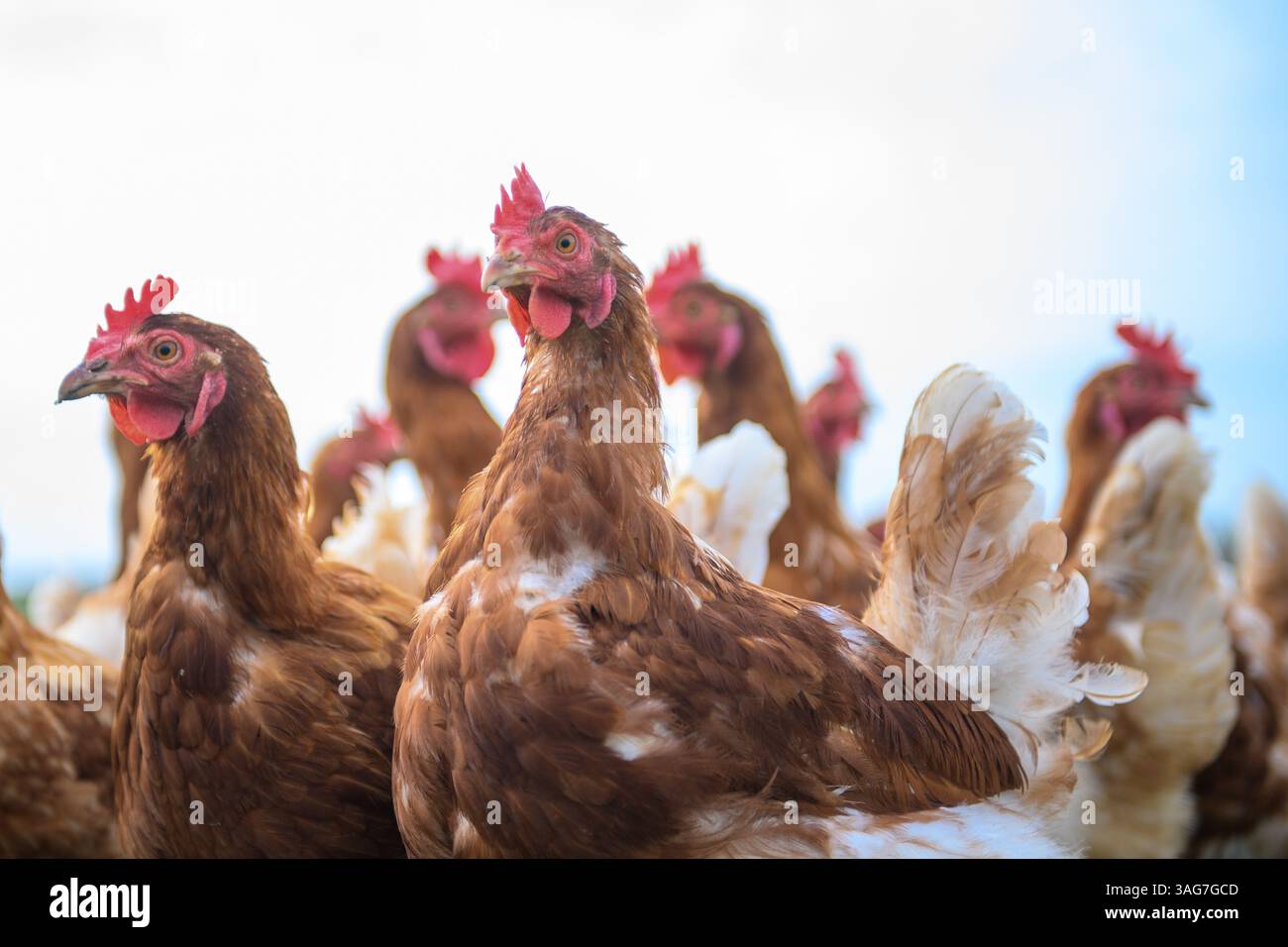 PRODUCTION - 08 April 2025, Saxony-Anhalt, Sülzetal: Laying hens on a ...