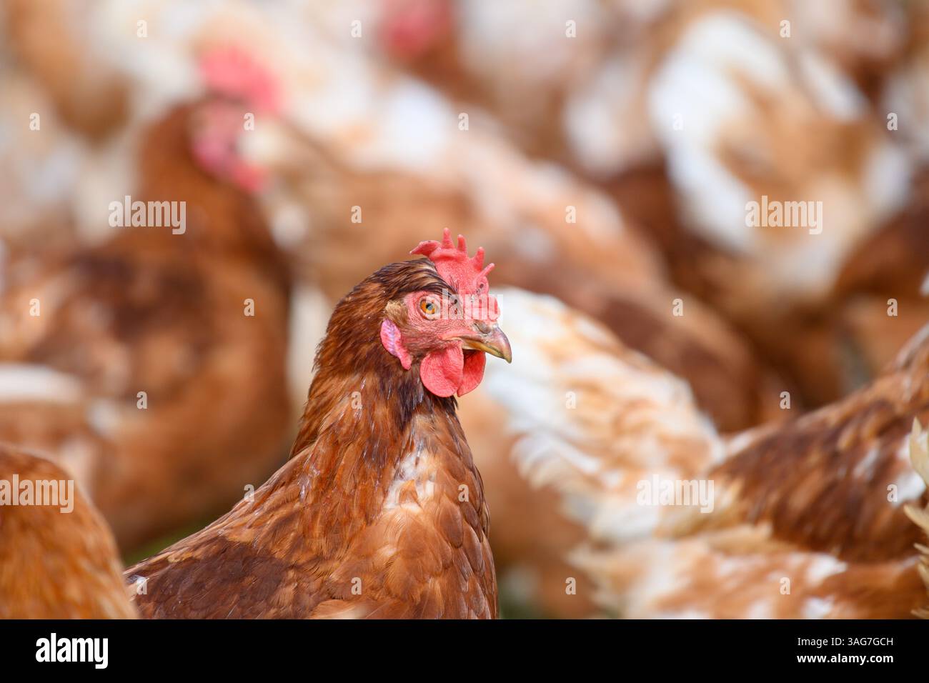 PRODUCTION - 08 April 2025, Saxony-Anhalt, Sülzetal: Laying hens on a ...