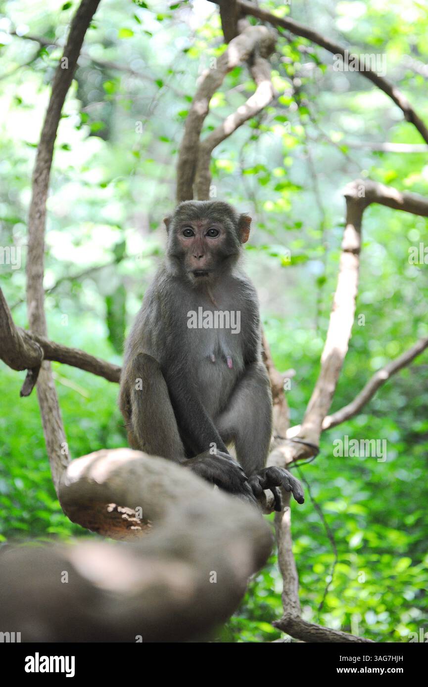 Macaque monkeys sitting on wooden hi-res stock photography and images ...