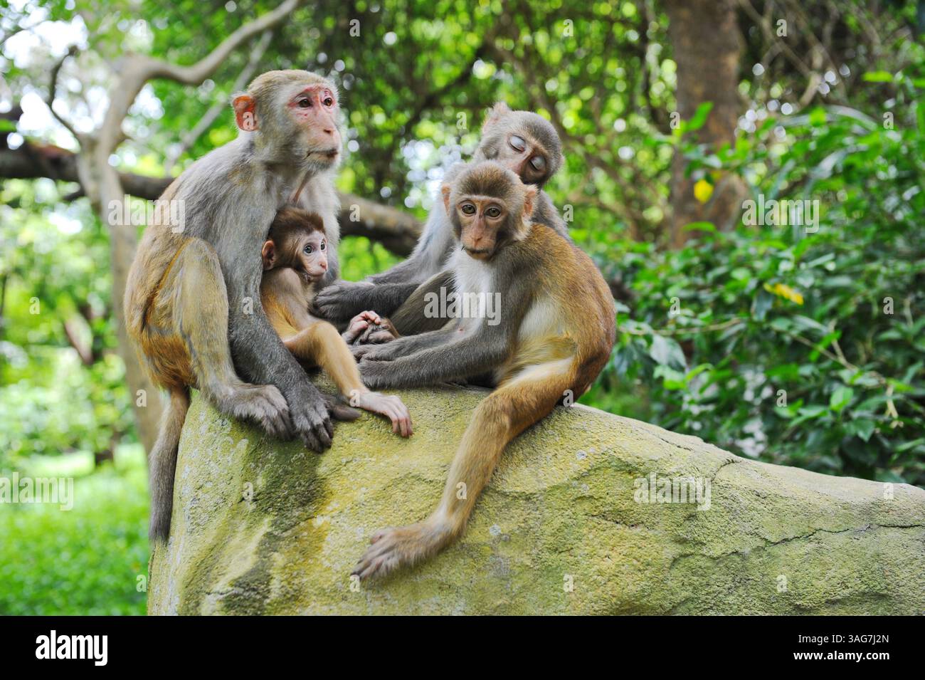 Monkeys in a nature reserve on the island Stock Photo - Alamy