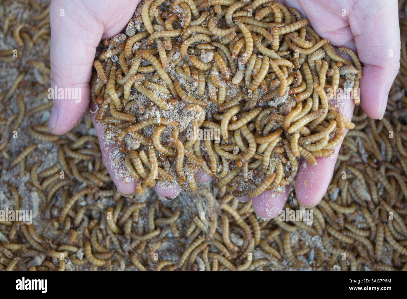 Worm farm hi-res stock photography and images - Alamy