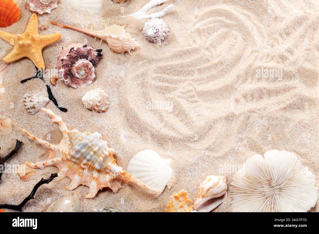 Unique and beautiful seashells, corals, and a starfish arranged on sand ...