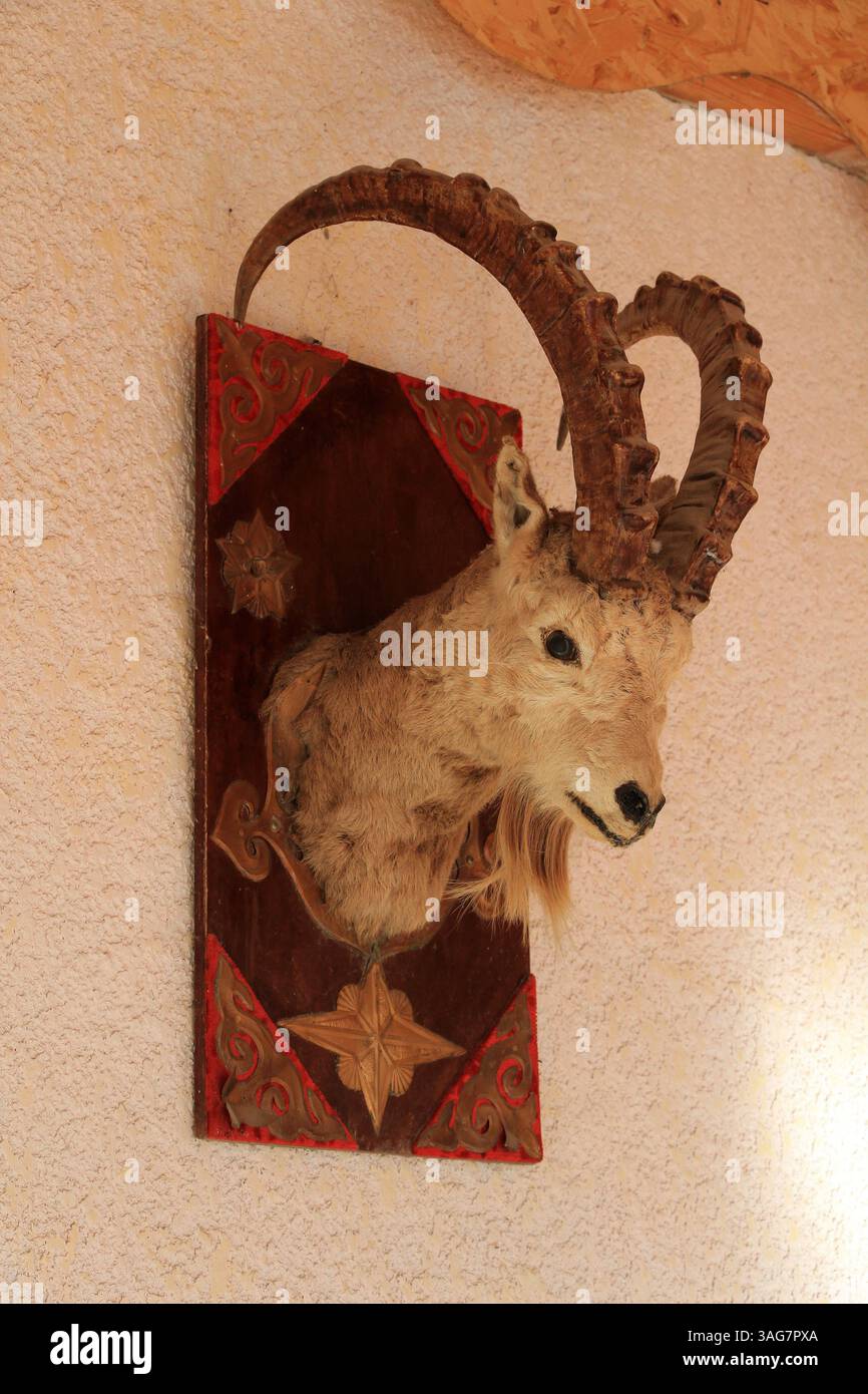 The mountain goat is an endemic species living in the mountains of ...