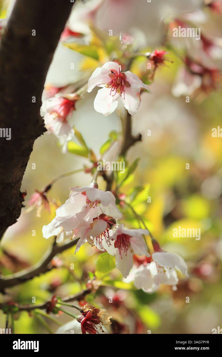 Prunus incisa 'Kojo-no-mai' flowering cherry. Spring blossoms of small ...
