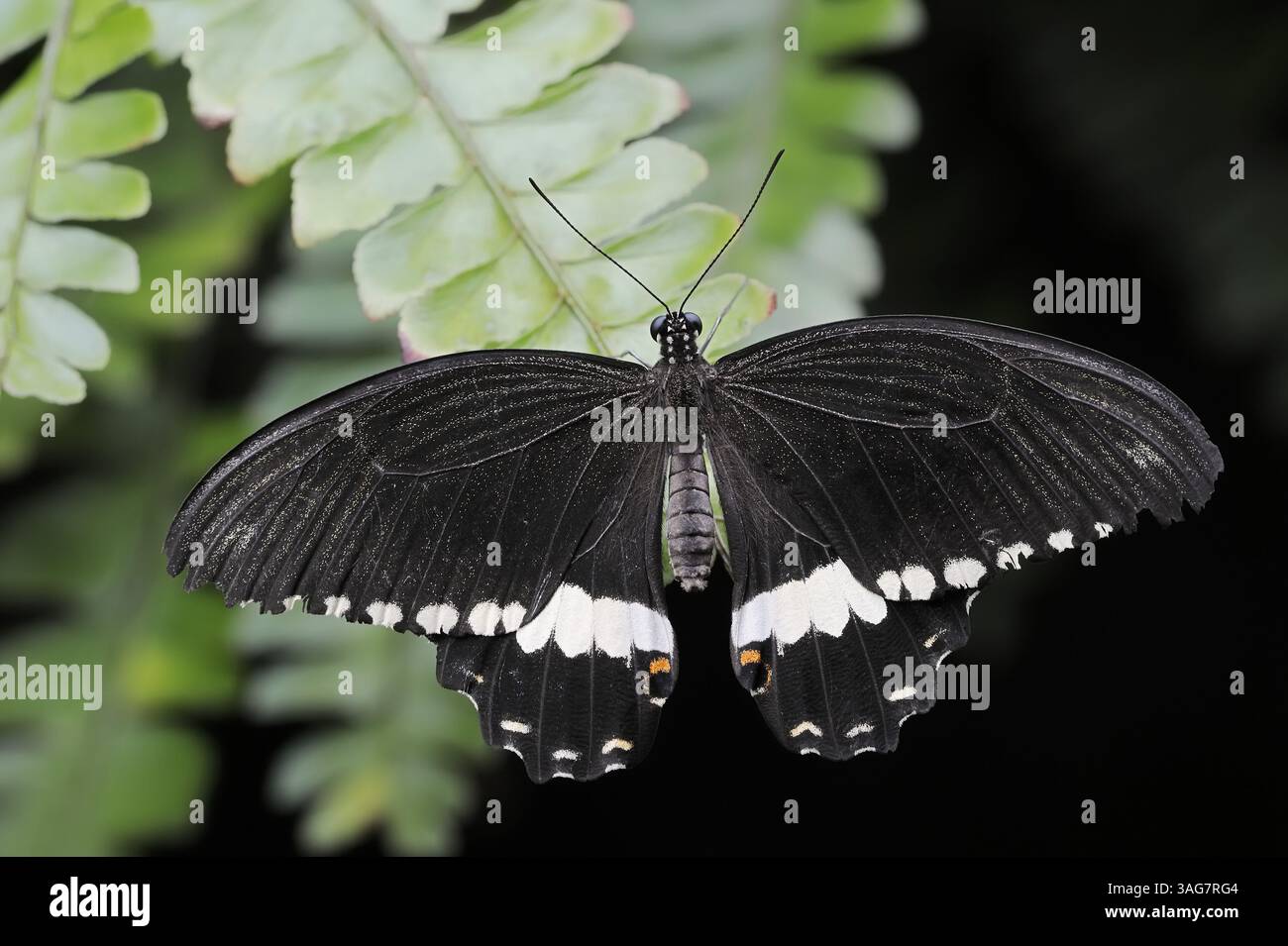 Common Mormon (Papilio polytes), male | Kleiner Mormone oder ...