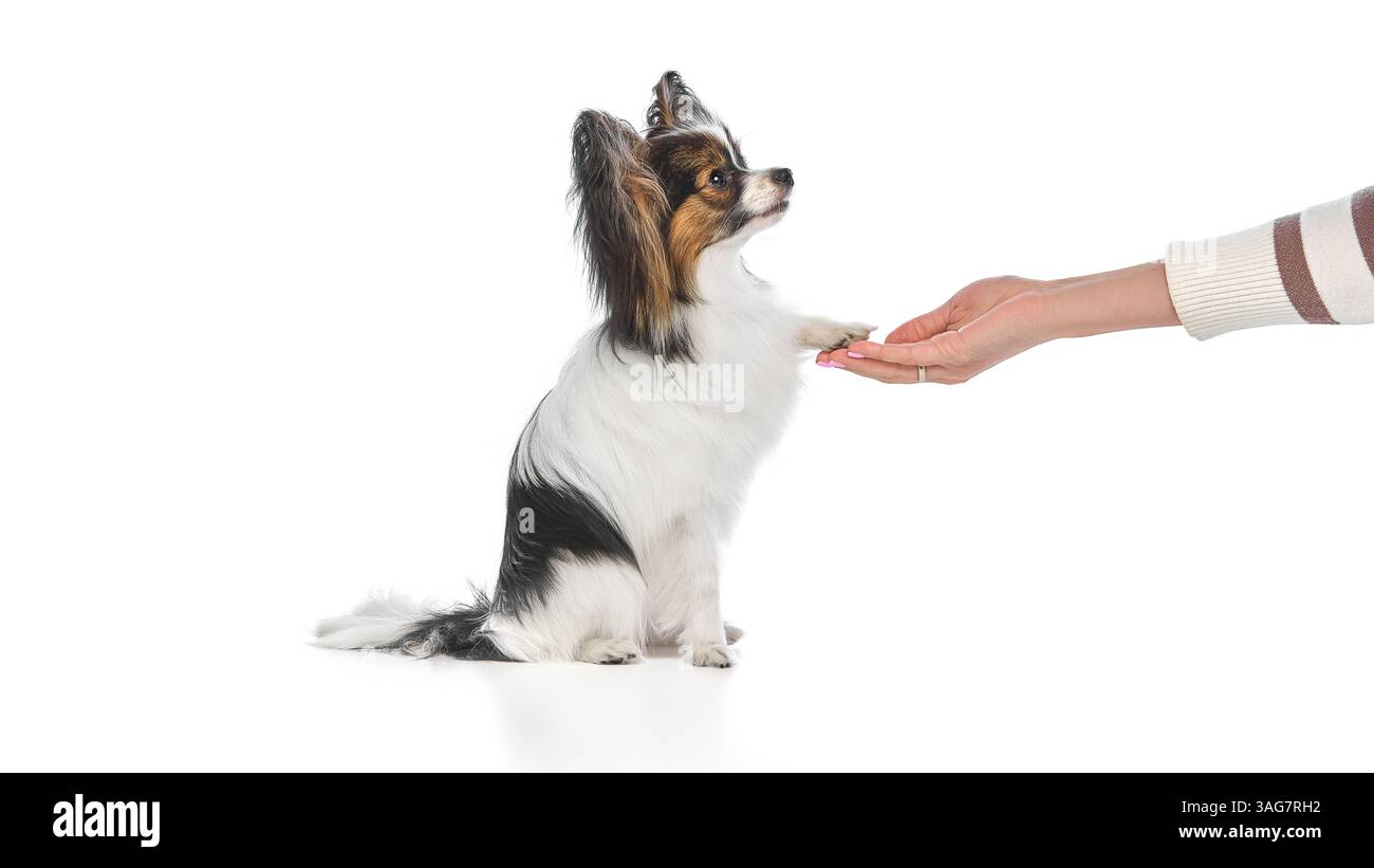 Smart, adorable Papillon dog calmly sitting and giving paw to person ...