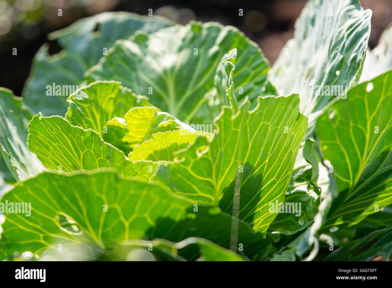 Greenery background, green color of nature plant and leaf environment ...
