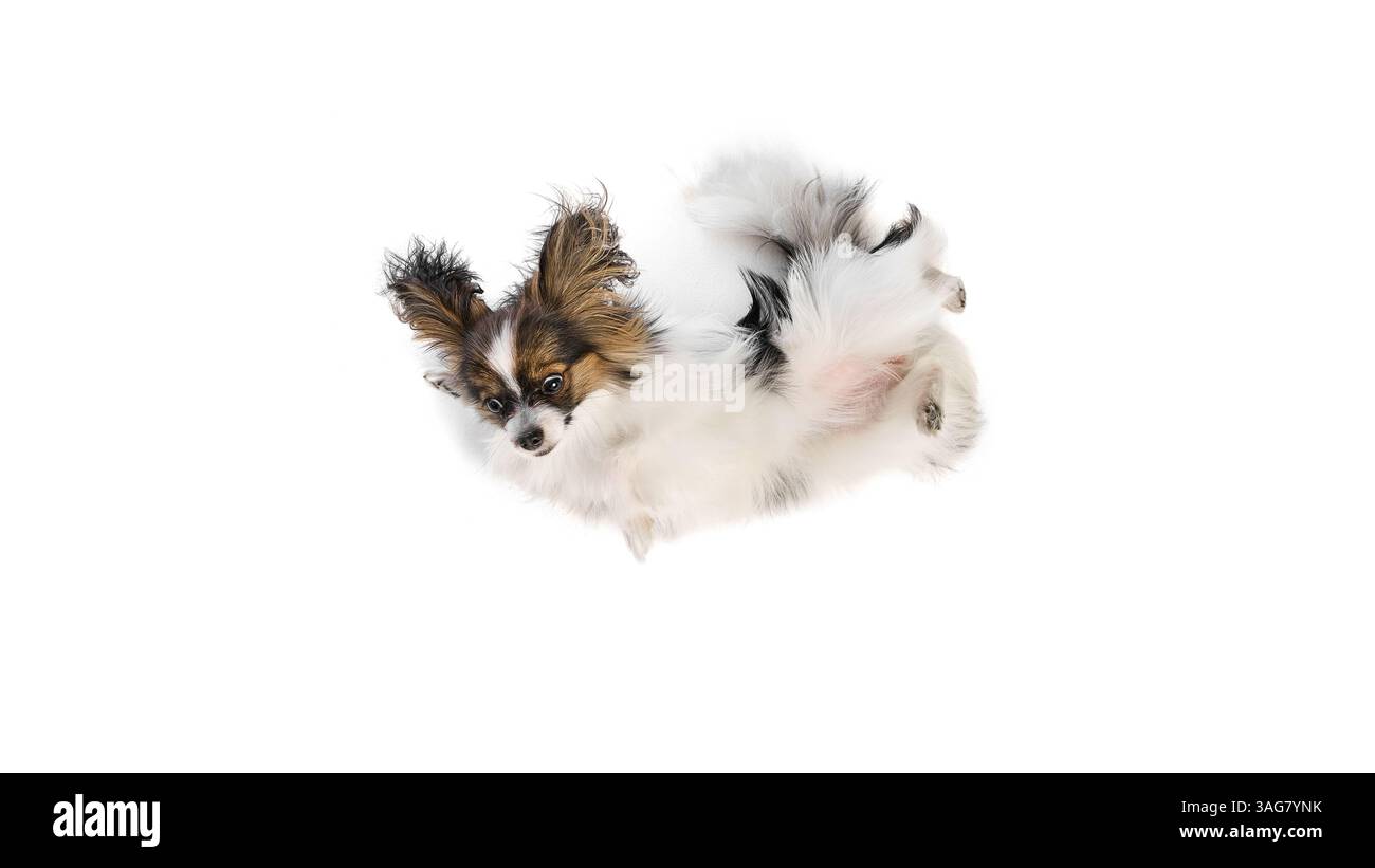 Top view of funny, purebred Papillon dog with funny ears and ...