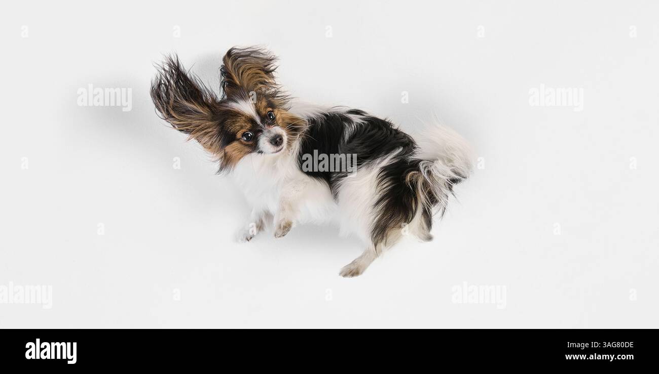 Top view of funny, playful, purebred Papillon dog with funny ears and ...