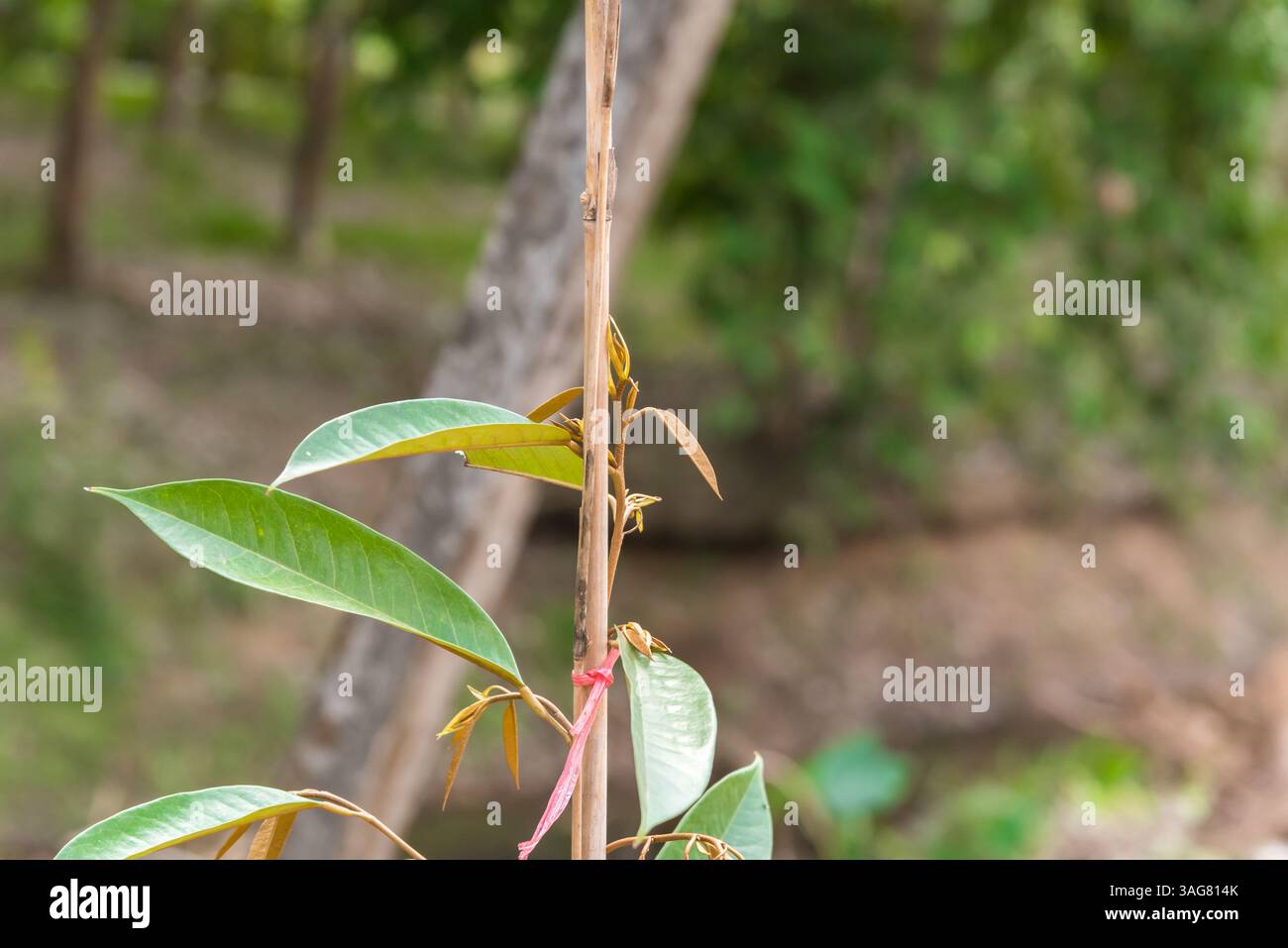 Durian seedling or sapling durian is a king of fruit in Thailand and ...