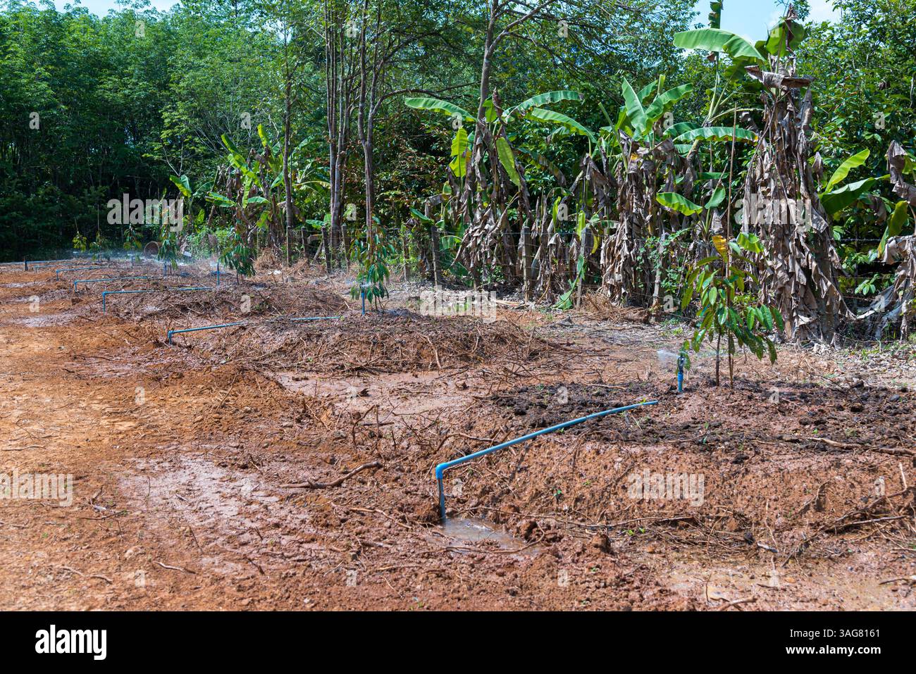 Watering by sprinkler on Durian seedling or sapling durian is a king of ...