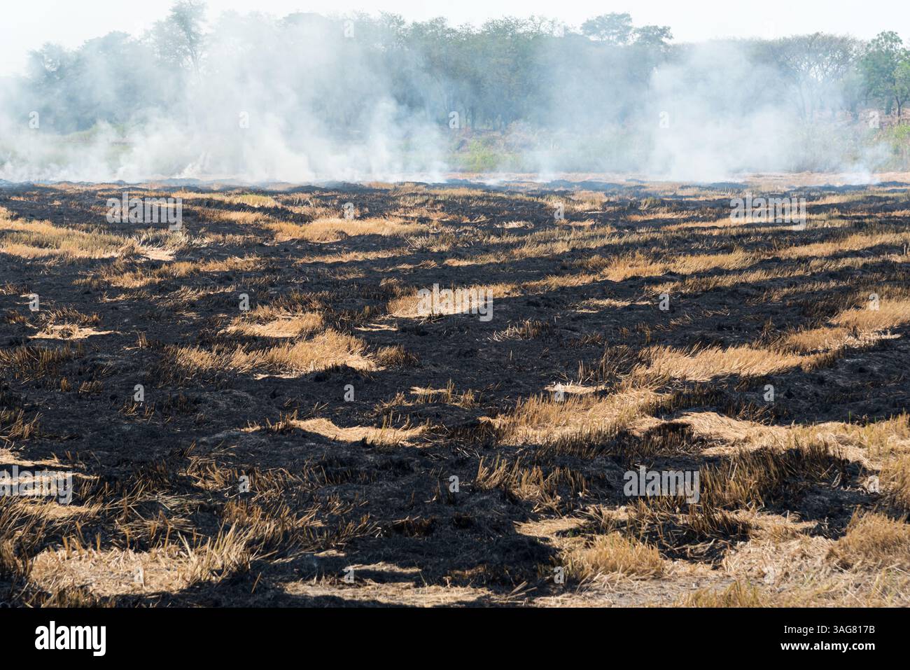 Fire and burning dry grass make a flame with smoke it danger for ...