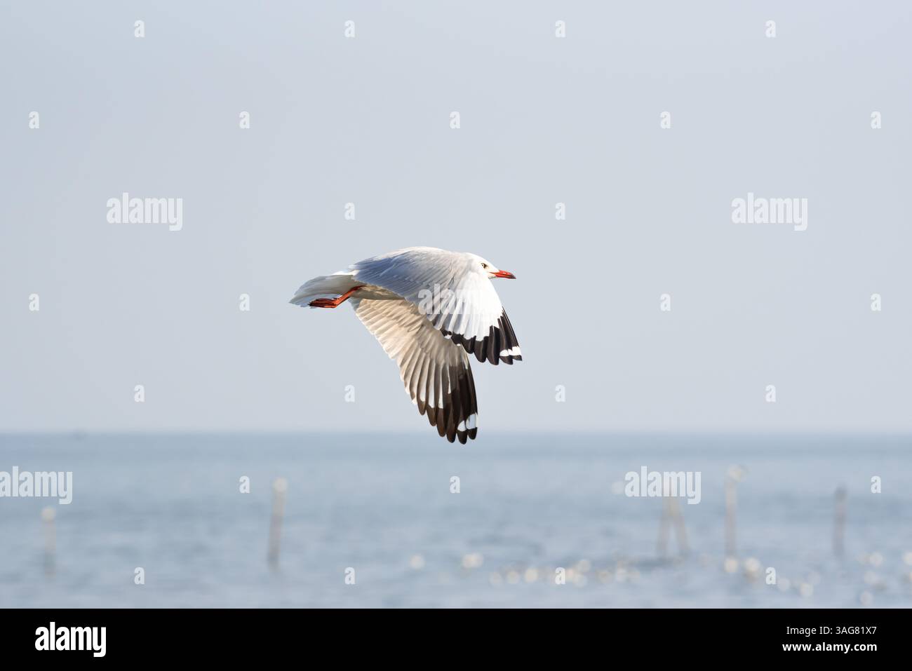 Bird (Seagulls, Laridae, Chroicocephalus brunnicephalus) white and gray ...