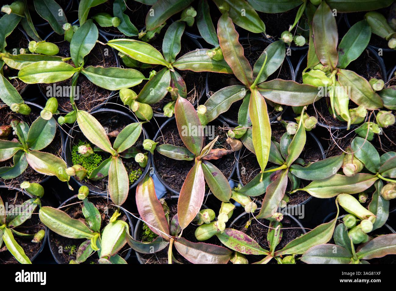 Greenery background, green color of nature plant and leaf environment ...