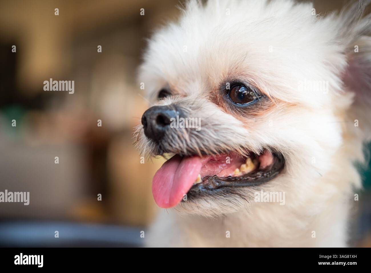 Dog so cute mixed breed with Shih-Tzu, Pomeranian and Poodle looking ...