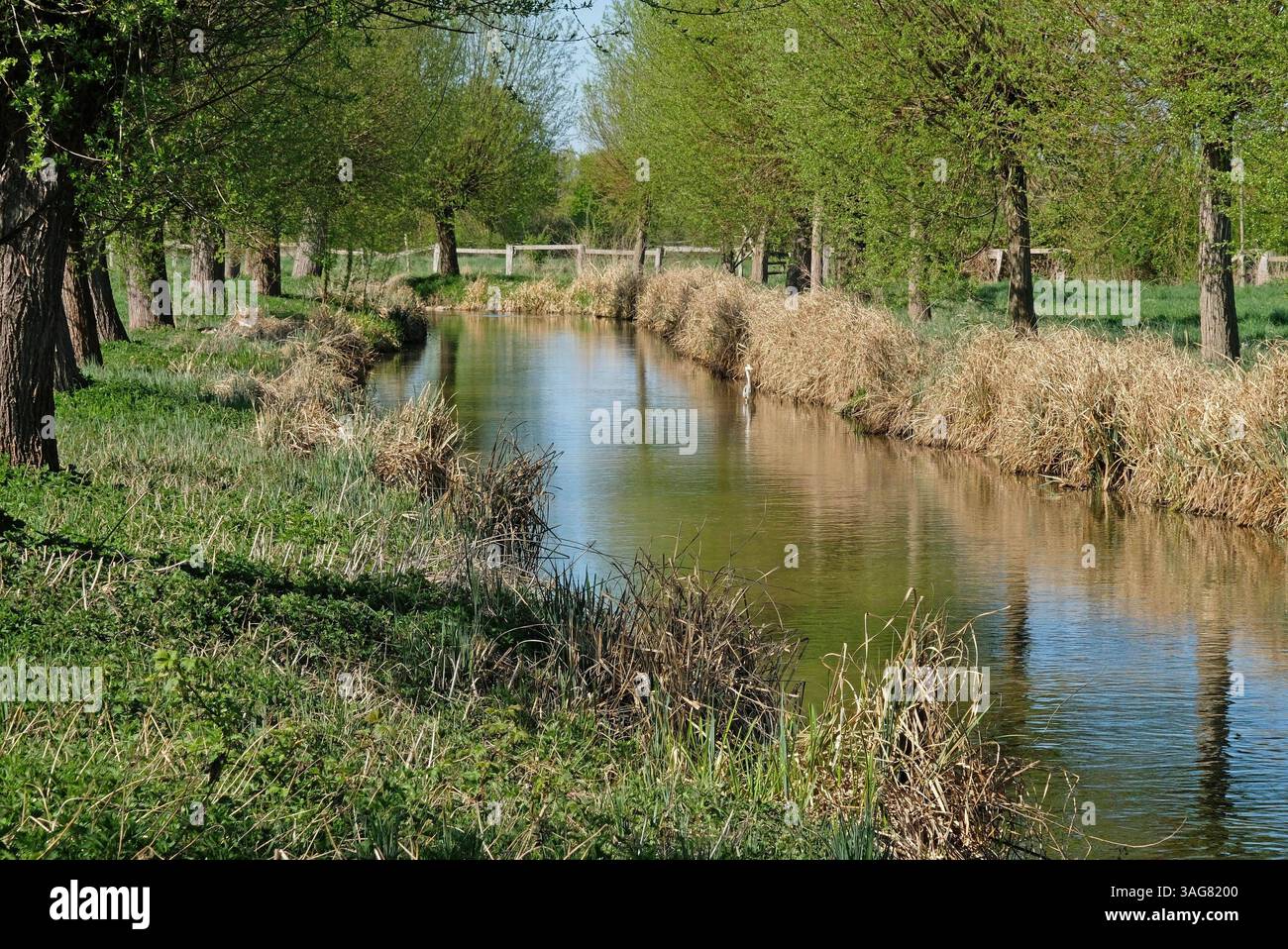 Frühling im Rhein-Erft-Kreis Stadt Kerpen, Sindorf, 07.04.2025 ...
