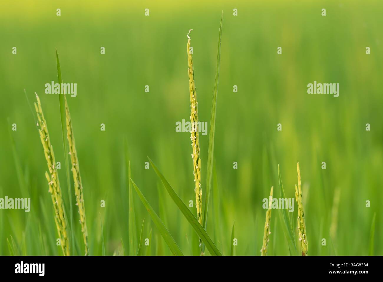 Landscape nature of rice field on rice paddy green color lush growing ...
