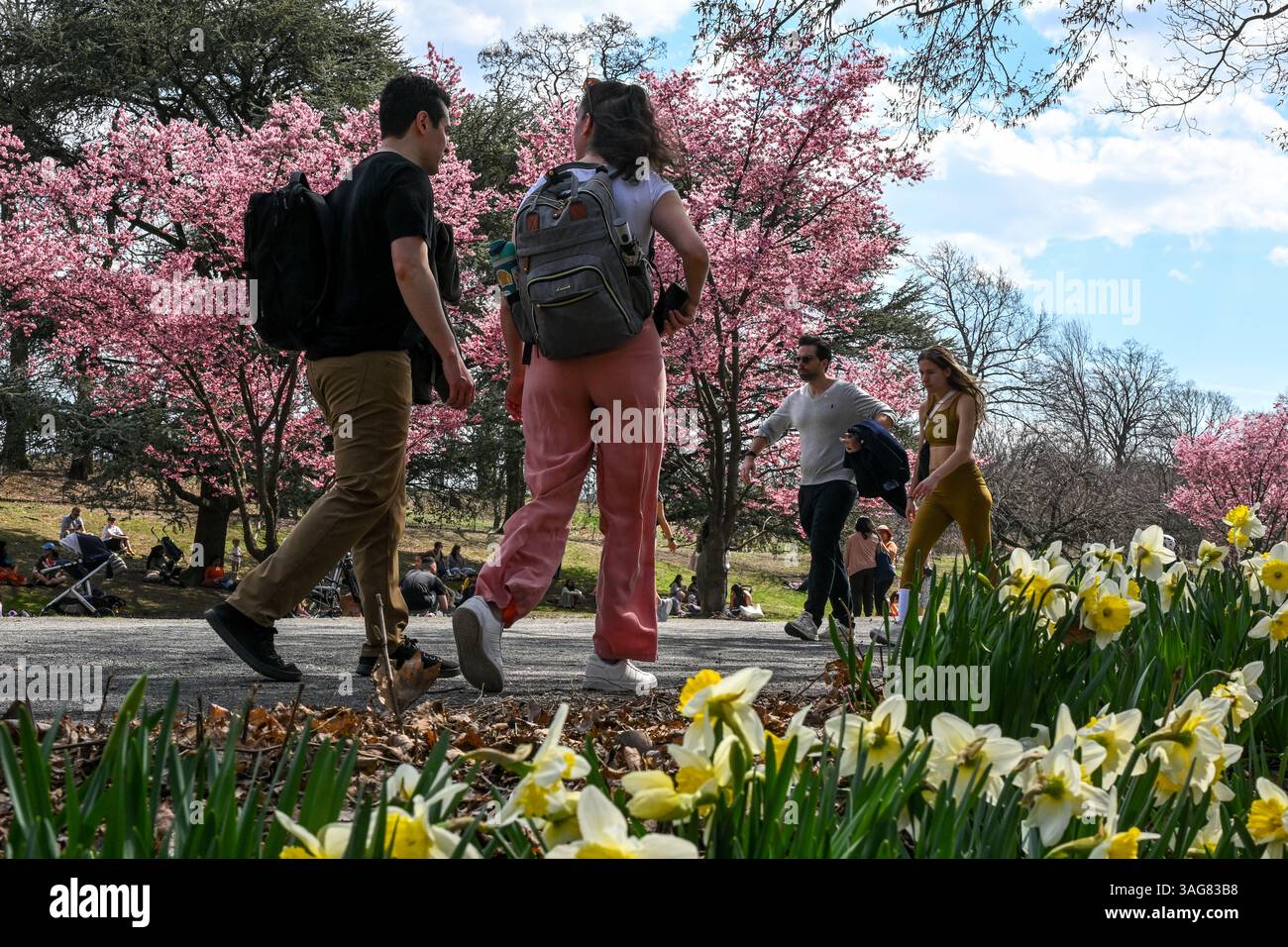 People walk through Central Park as cherry blossom trees and spring ...