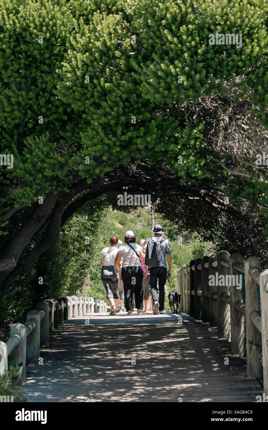 Tree canopy pathway in public park Stock Photo - Alamy