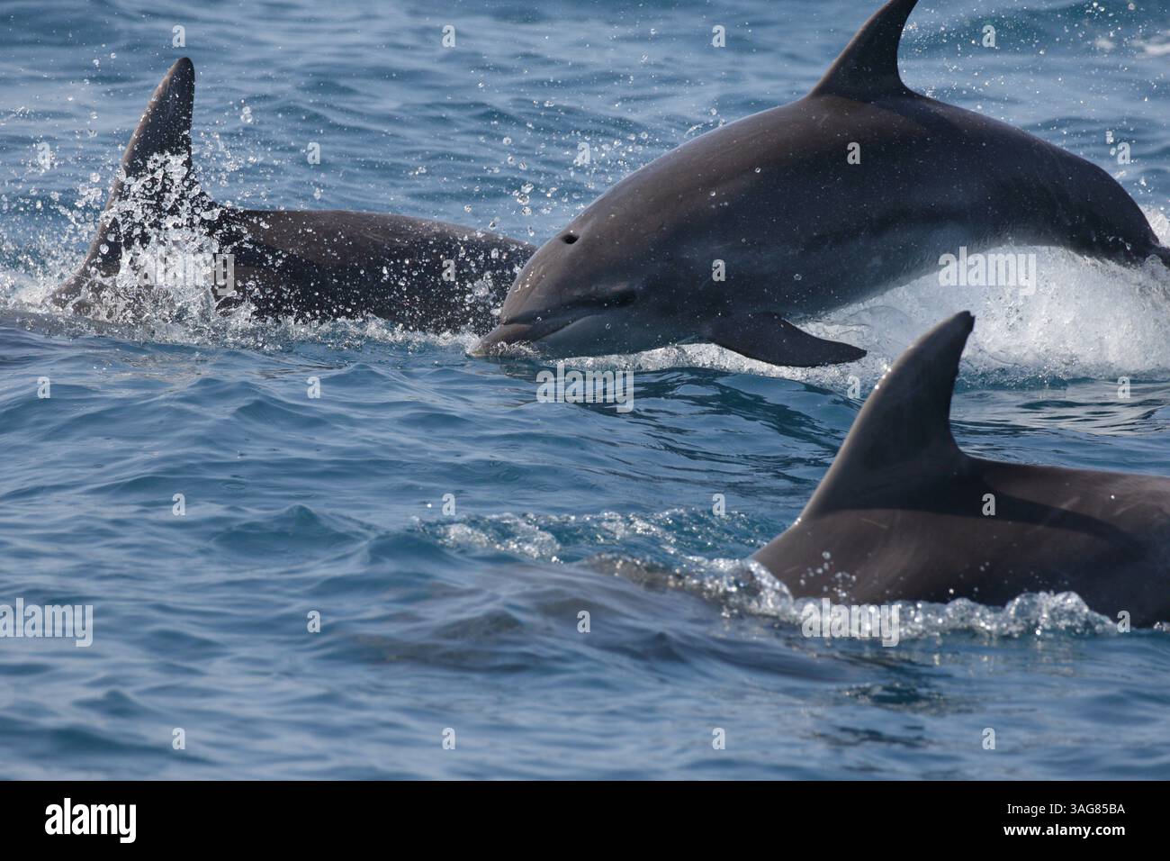 Indo-Pacific Bottlenose Dolphins (Tursiops aduncus), three individuals ...