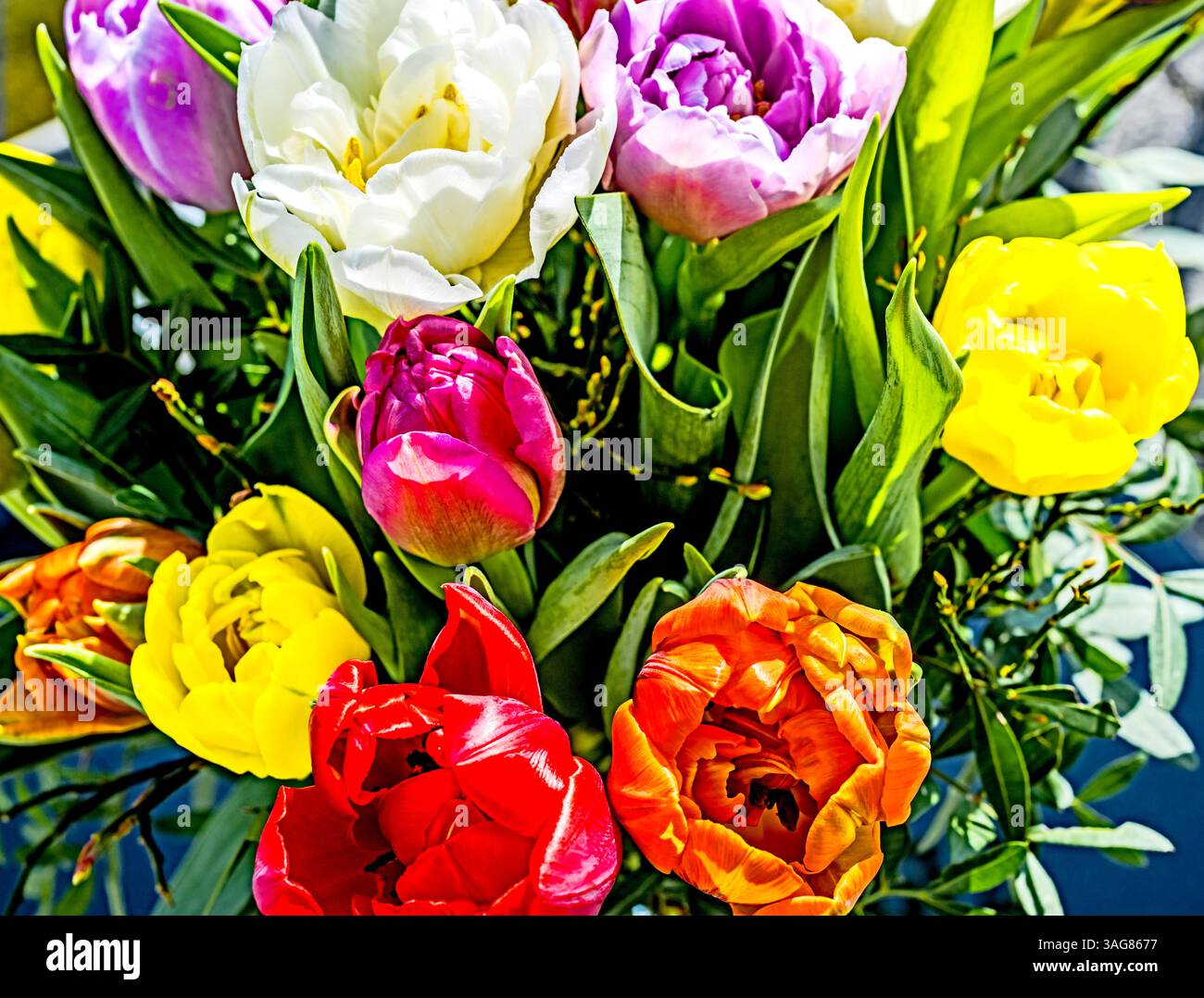 Colourful bunch of tulips; Bunter Tulpenstrauß Stock Photo - Alamy