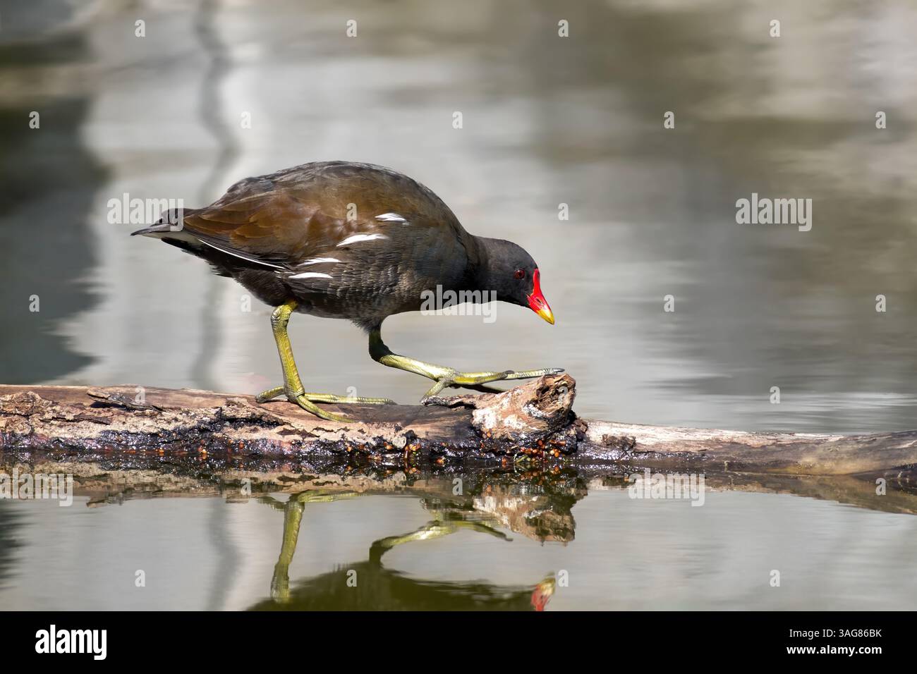 Common moorhen, waterhen (Gallinula chloropus) walking crouched over ...