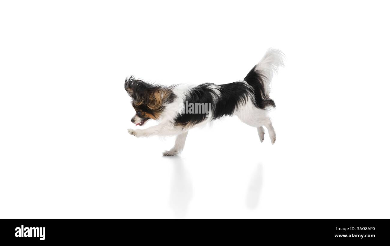 Small, fluffy Papillon dog captured in motion, exploring isolated on ...