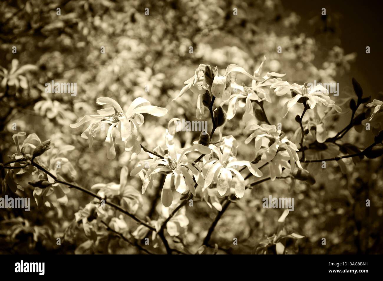 Magnolia tree in blossom. Funeral flowers. Mourning background. Grief ...