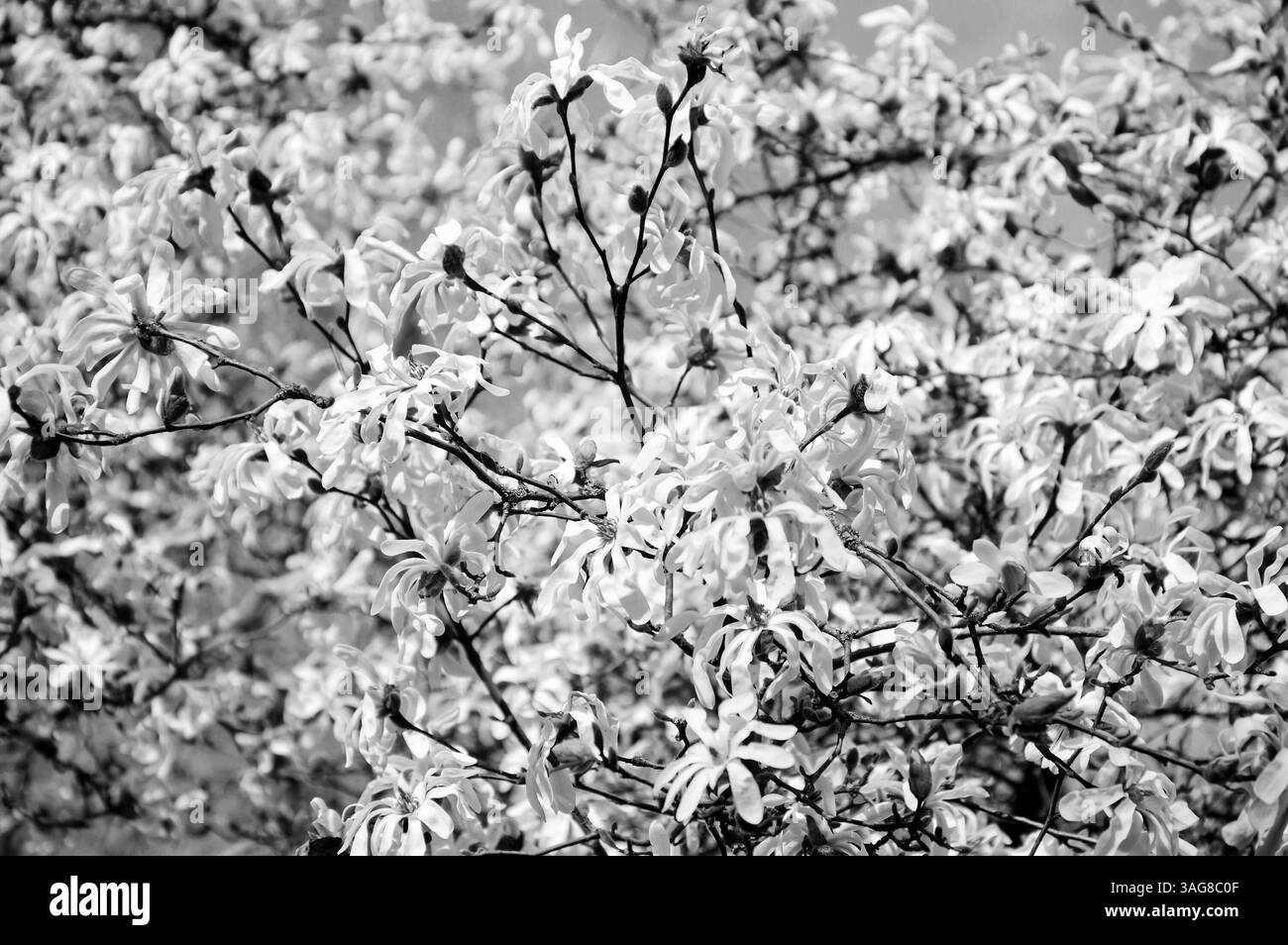 Magnolia tree in blossom. Funeral flowers. Mourning background. Grief ...