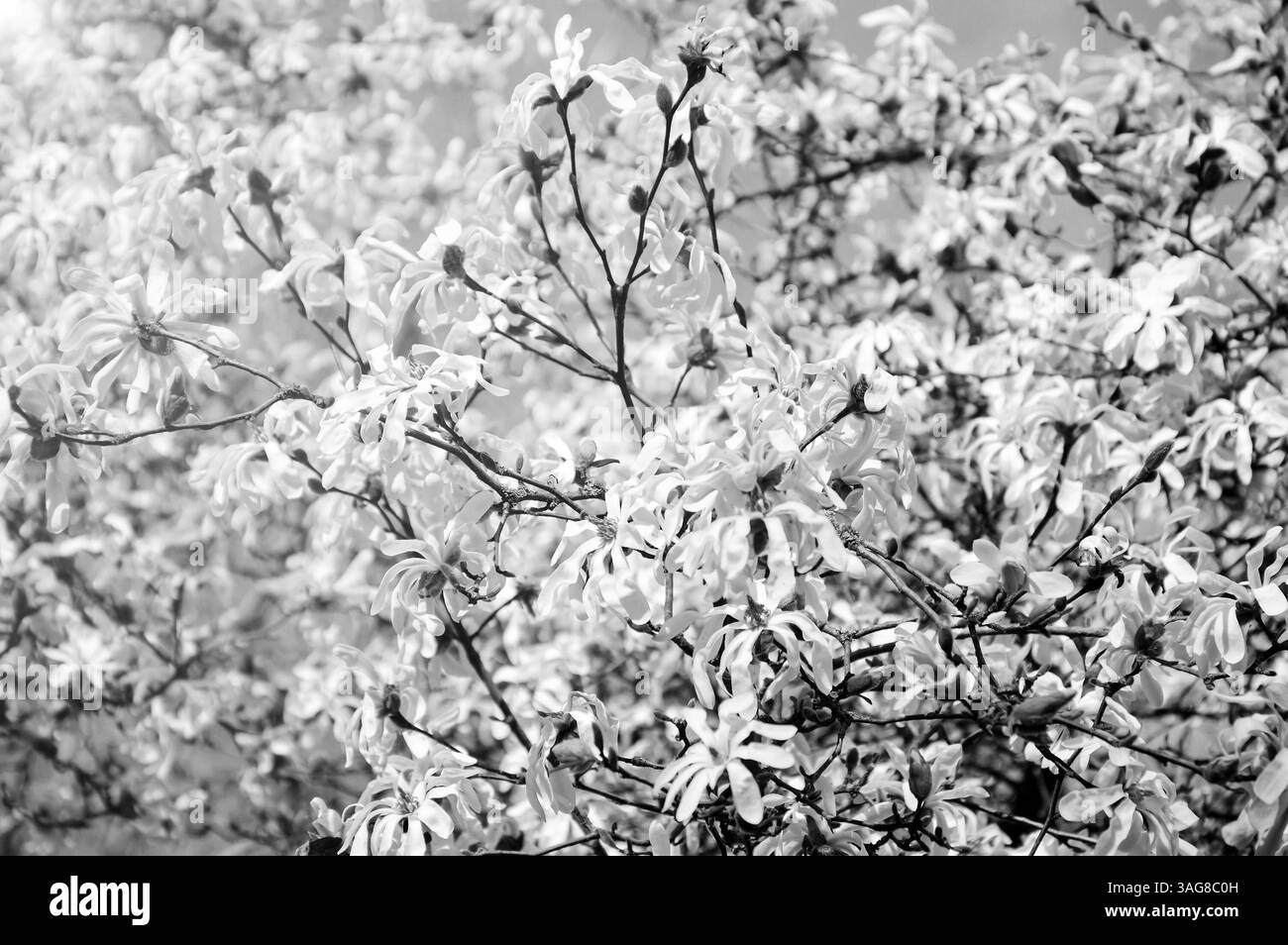 Magnolia tree in blossom. Funeral flowers. Mourning background. Grief ...