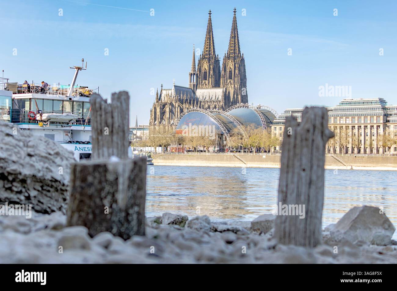 Niedrigwasser in Köln 08.04.2025 Holzpfähle einer vermutlichen ...