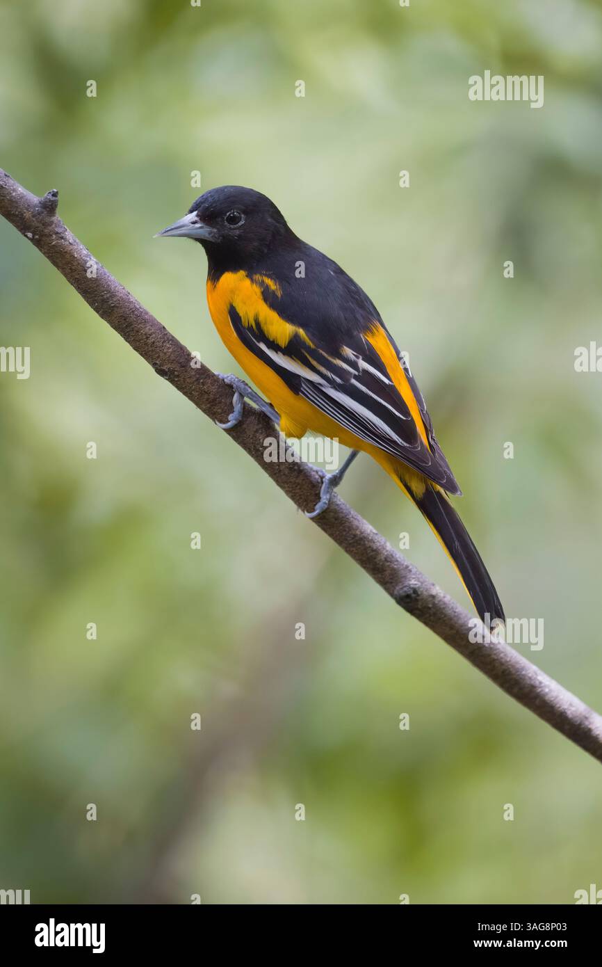 Male Baltimore Oriole in Costa Rica Stock Photo - Alamy