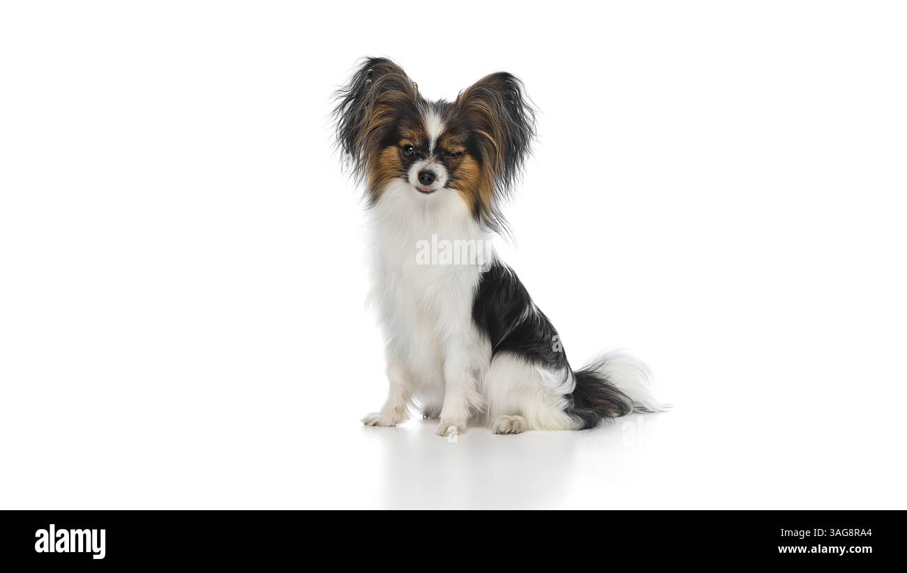 Happy, cheerful Papillon dog sitting and winking with one eyes in ...