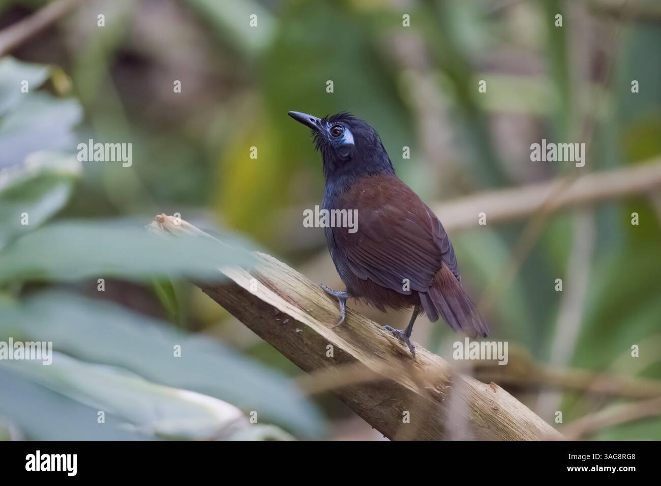America antbird hi-res stock photography and images - Alamy
