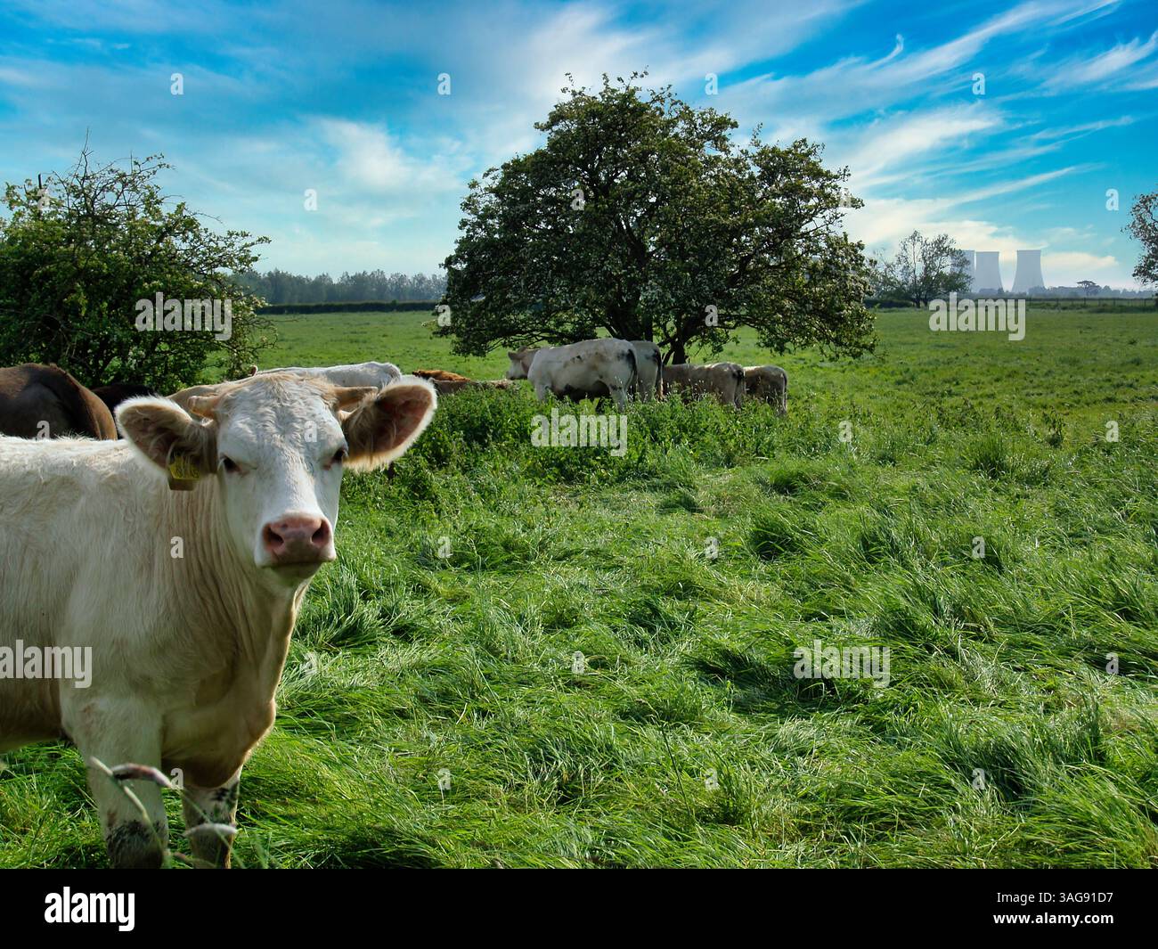 Charolais Beef cattle grazing with Didcot Power Station Oxfordshire in ...