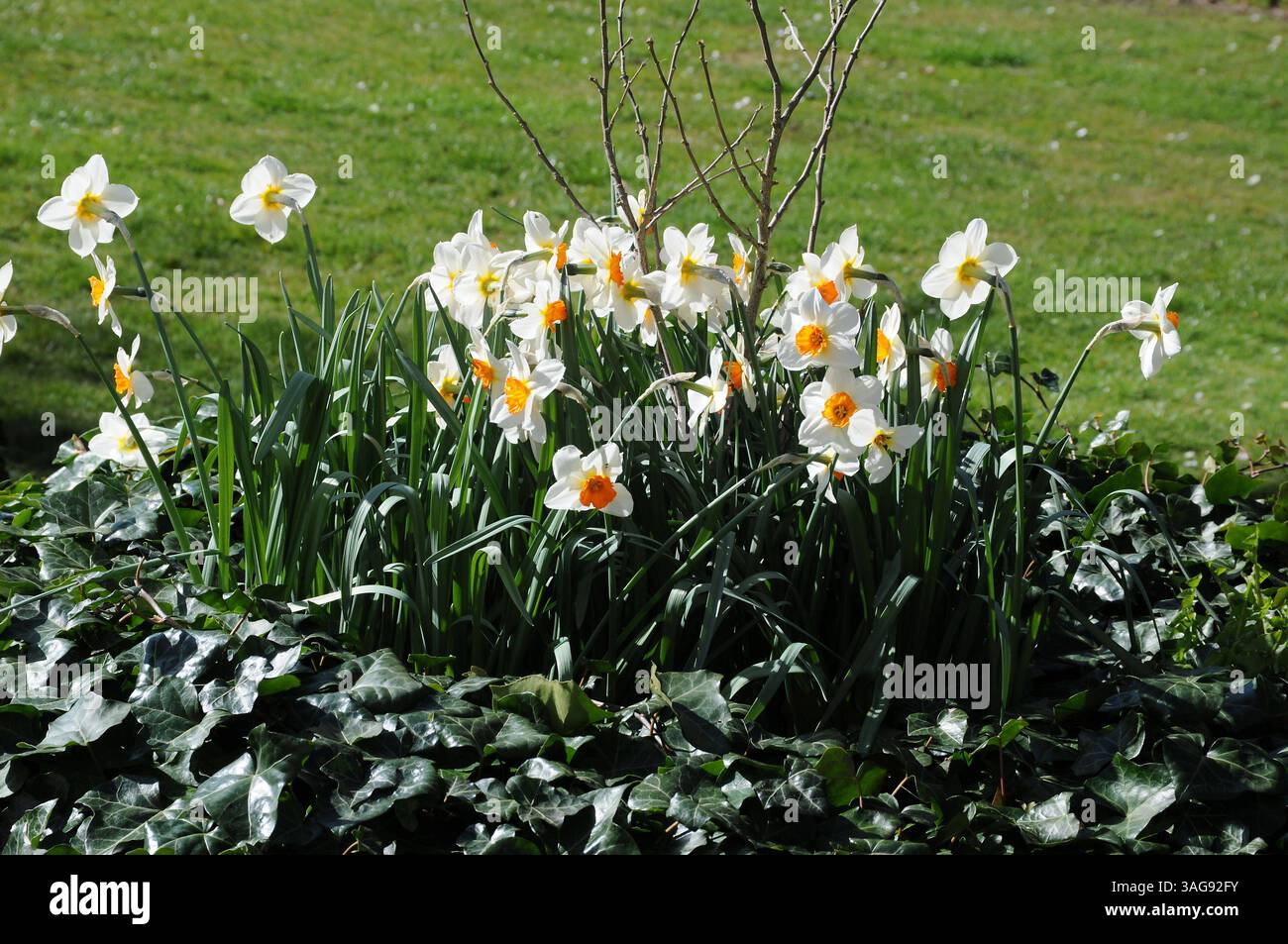 Copenhagen, Denmark /09 APRIL 2025/.Daffodils flowers spring weather in ...