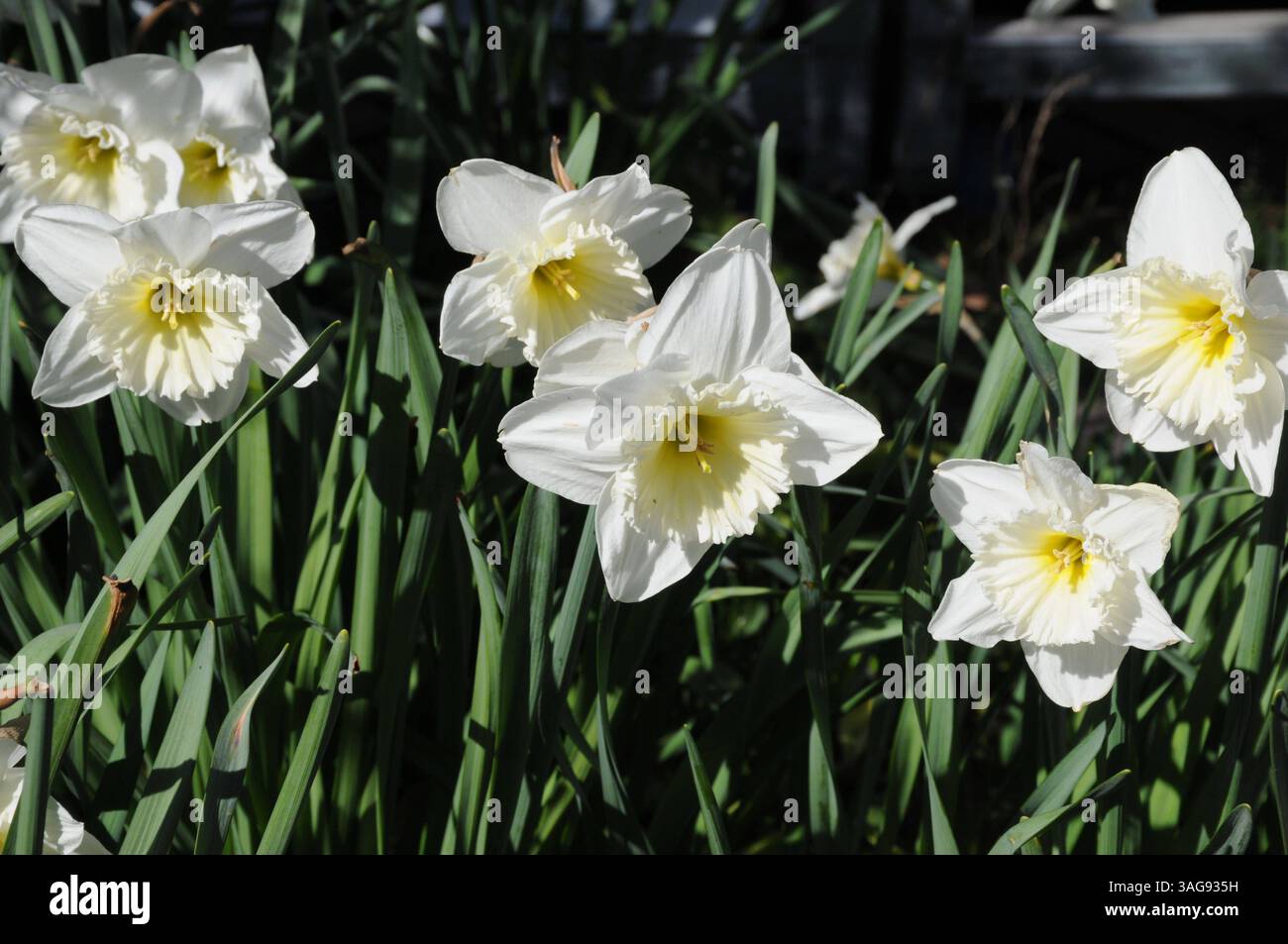 Copenhagen, Denmark /09 APRIL 2025/.Daffodils flowers spring weather in ...