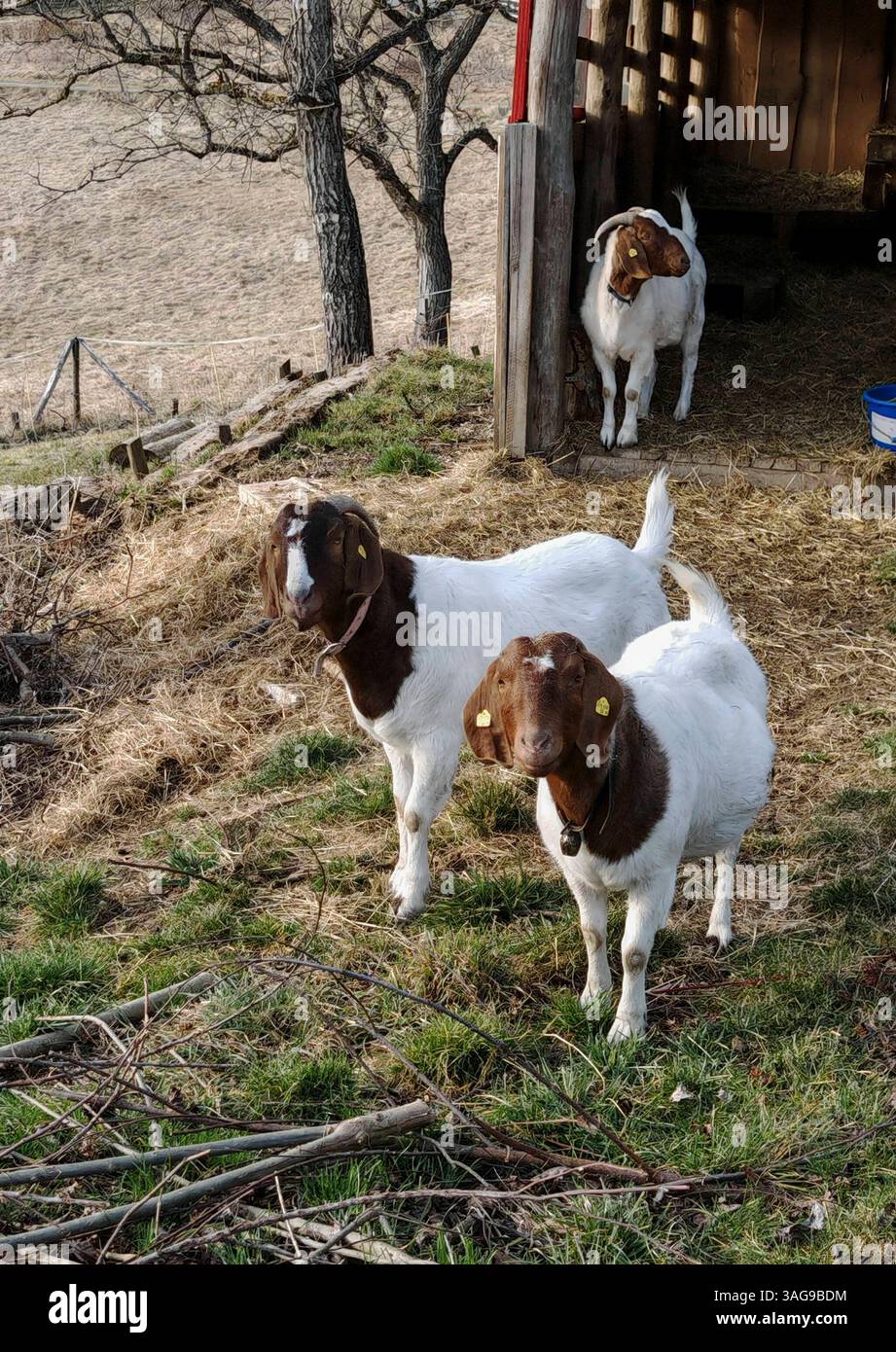 goat or domestic goat, a bovid farm animal with horns goat or domestic ...