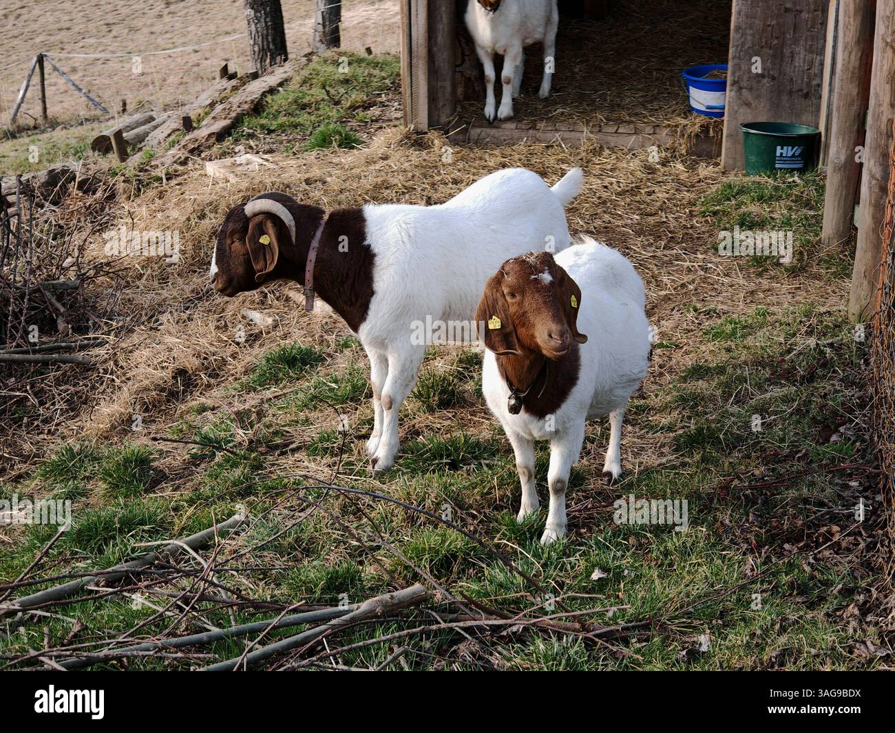 goat or domestic goat, a bovid farm animal with horns goat or domestic ...