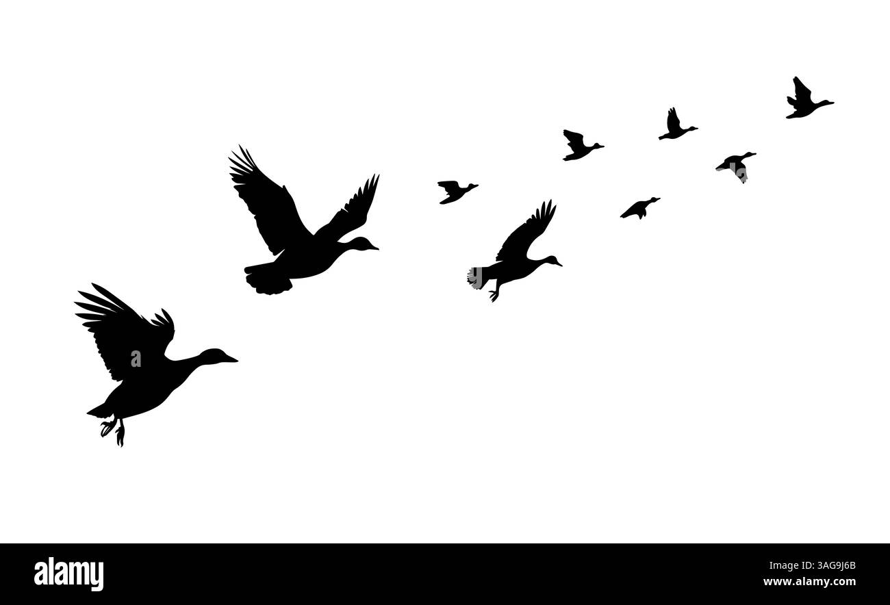 A flock of ducks flying. hand drawing. Not AI. Vector illustration ...